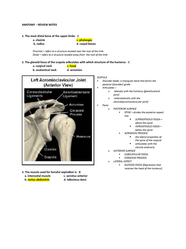ANATOMY Sample Questions and Answers | Download Free PDF | Vertebra ...