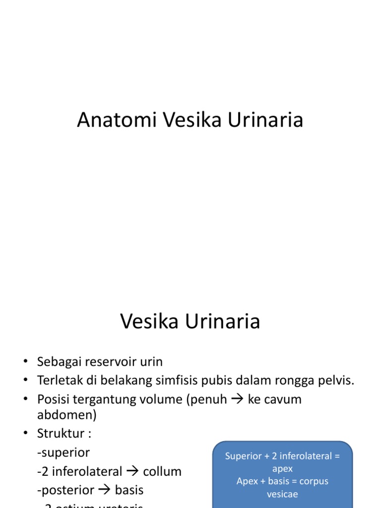 Anatomi Vesika Urinaria SP DR - Anung | PDF