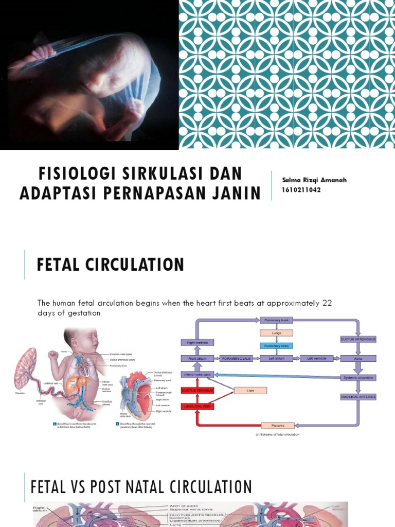 Fisiologi Sirkulasi Dan Adaptasi Pernapasan Janin | PDF