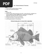 Fish Nares: Smell Mechanism Explained | PDF | Olfaction | Fish