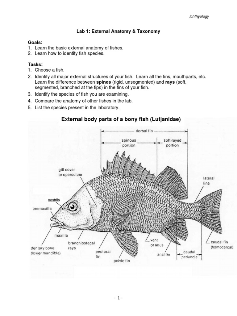 1 - External Anatomy and Taxonomy | PDF | Aquatic Vertebrates | Fish