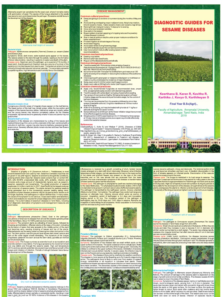 Diagnostic Guides For Sesame Diseases: Alternaria Leaf Blight of Sesame ...