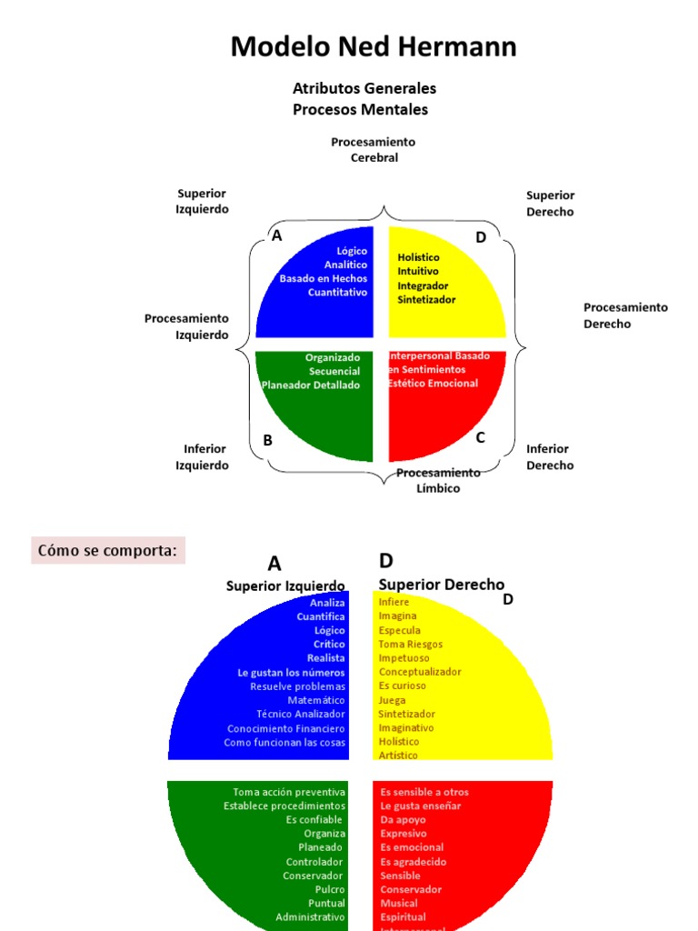 Modelo Ned Hermann Dominancia Cerebral | PDF | Intuición | Aprendizaje