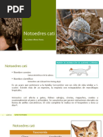 Otobius Megnini. Parasitologia. | PDF