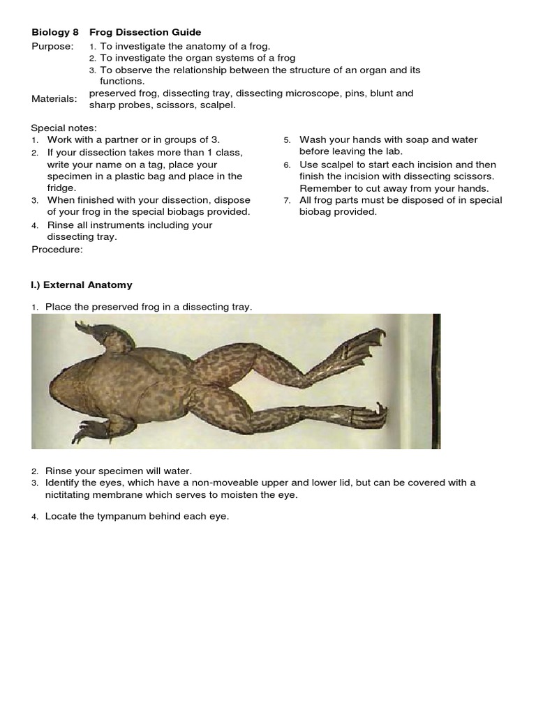 Frog Dissection Guide | PDF | Gastrointestinal Tract | Stomach