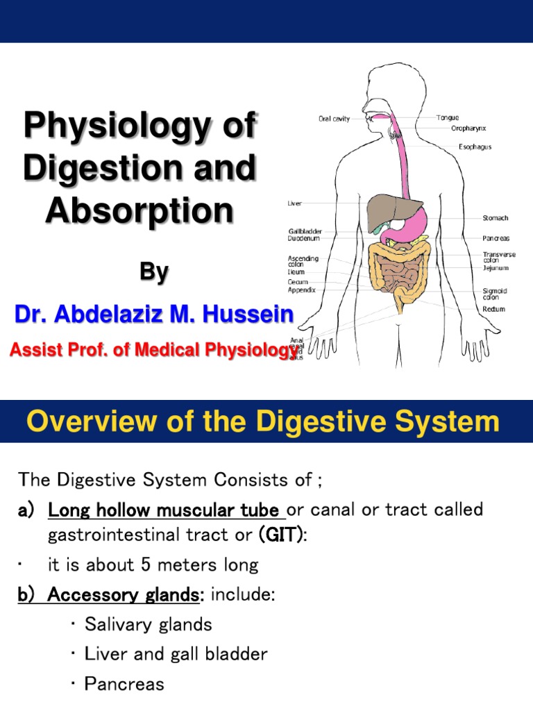 Digesti | PDF | Digestion | Pancreas
