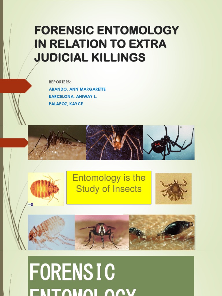 Leg Med Report On Forensic Entomology | PDF | Decomposition | Beetle