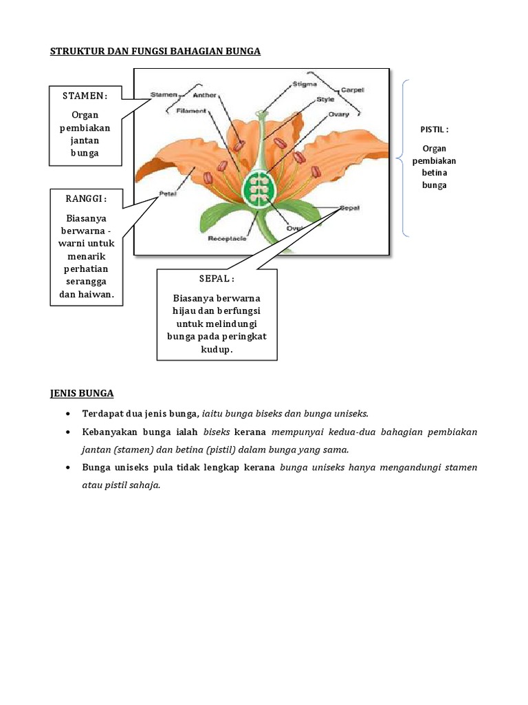 Struktur Dan Fungsi Bahagian Bunga | PDF