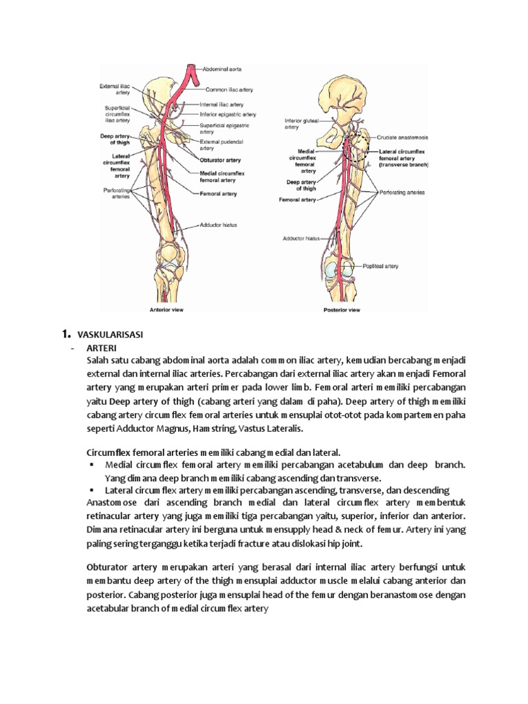 Vaskularisasi Lower Limb | PDF