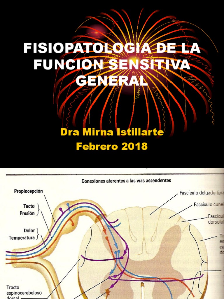 Somestesia 1 | PDF | Nervio | Axon