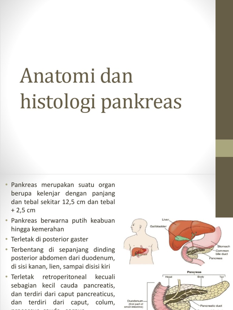 Anatomi Dan Histologi Pankreas | PDF | Griya & Taman | Kesehatan Holistik