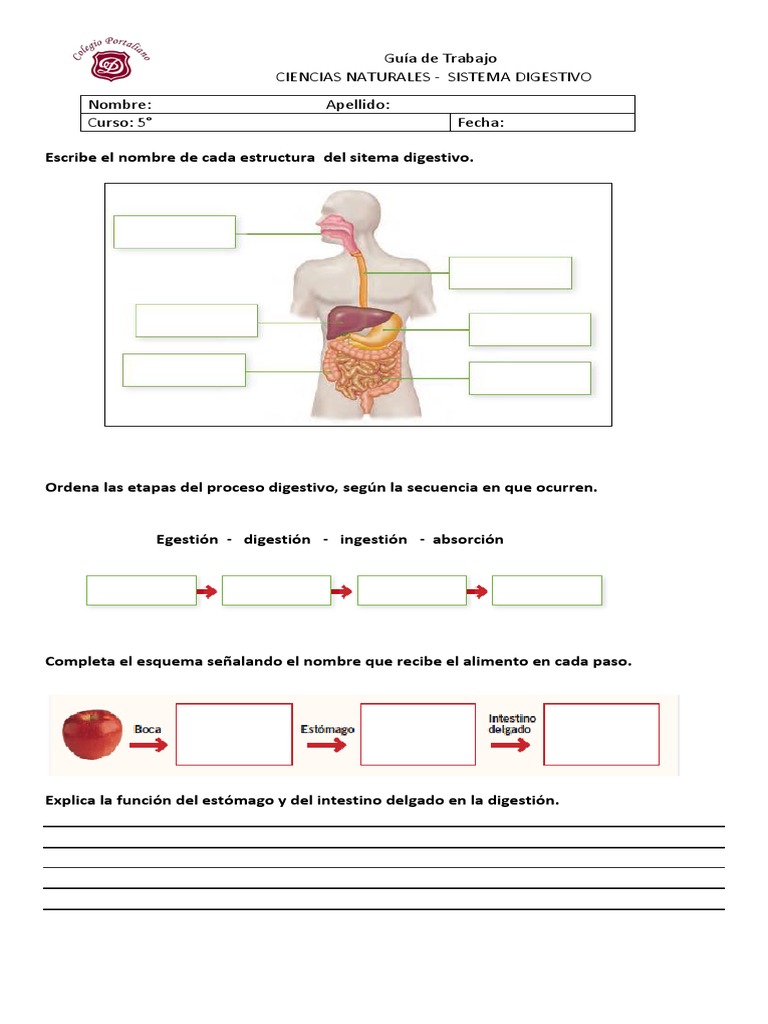 Guia SISTEMA DIGESTIVO | PDF