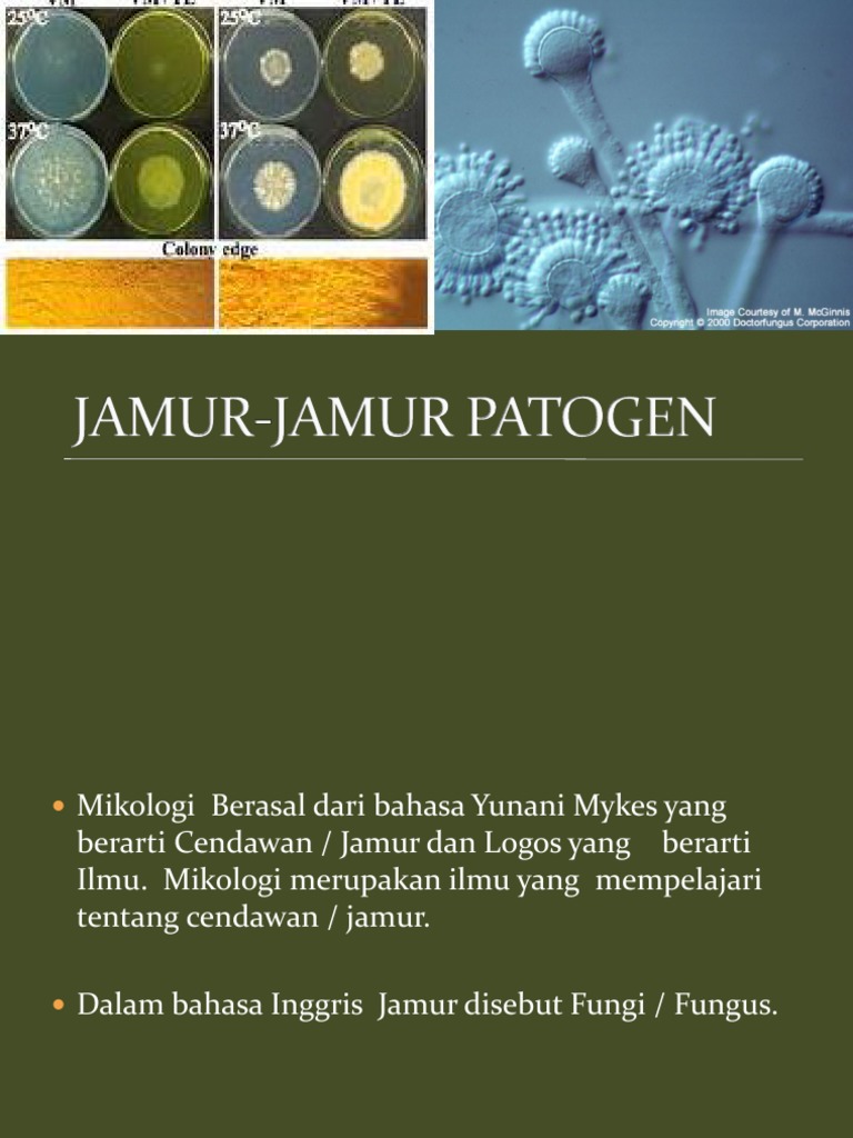 Jamur Patogen | PDF