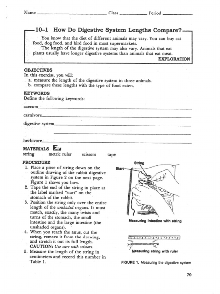 Digestive System Lengths | PDF
