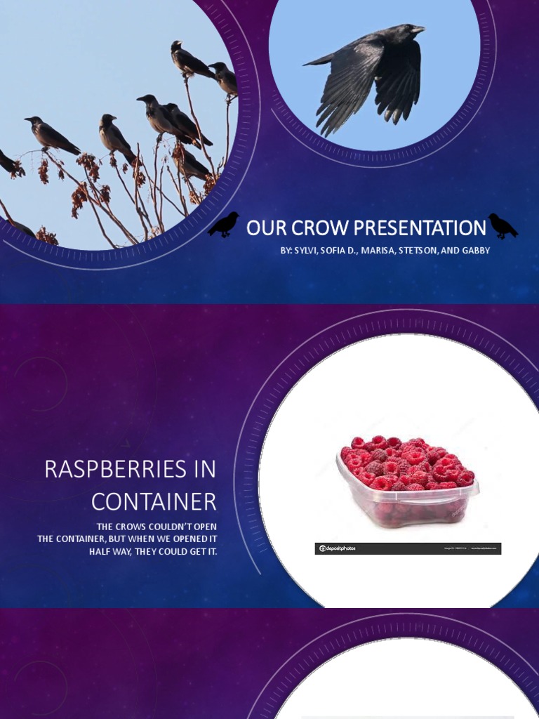 Crows Powerpoint | PDF