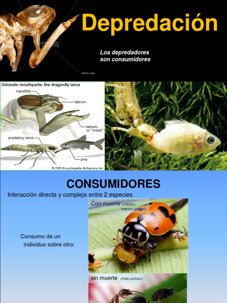 Interacción de Depredación y Parasitismo | PDF | Depredación | Parasitismo