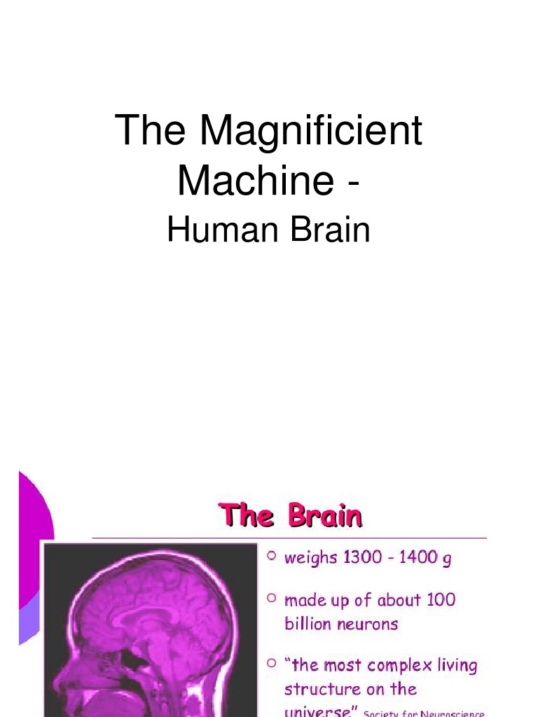 The Magnificent Human Brain | PDF