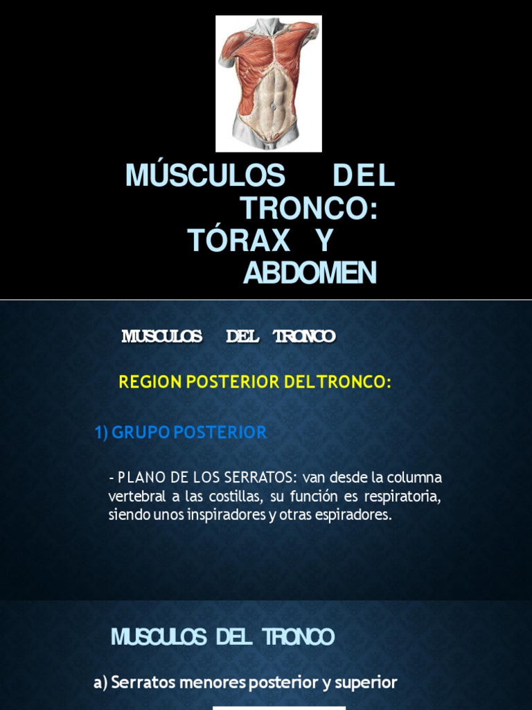 Anatomía de los Músculos del Tronco | PDF | Abdomen | La columna vertebral