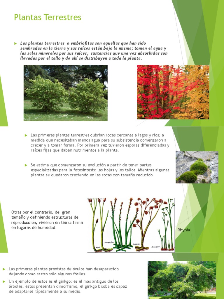 Plantas Terrestres | PDF