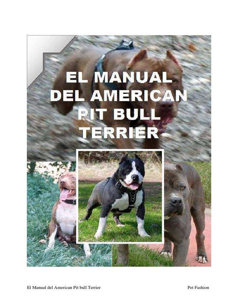 American | PDF | Bull terrier | Perros