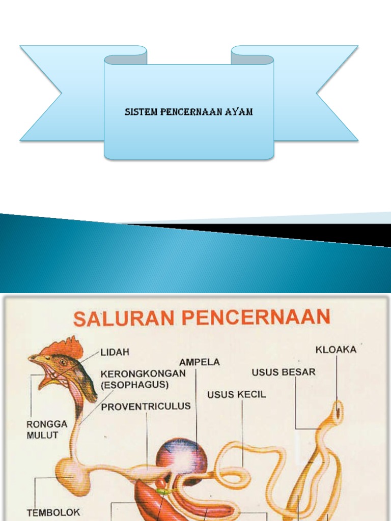 Sistem Pencernaan Ayam | PDF