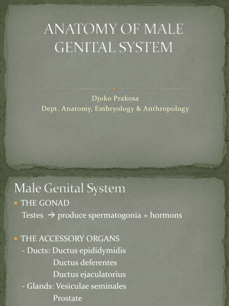The Female Genital Organs Development | PDF | Testicle | Male Mammals