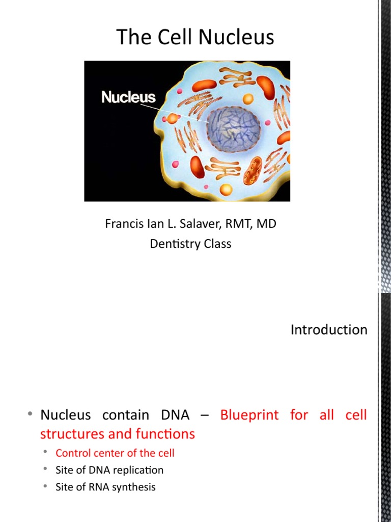 Nucleus Presentation | PDF | Mitosis | Cell Nucleus