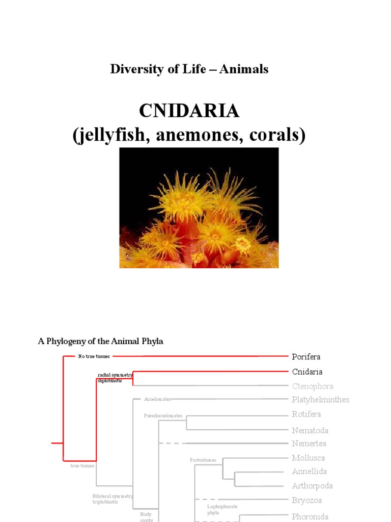 Cnidaria (Jellyfish, Anemones, Corals) : Diversity of Life - Animals ...