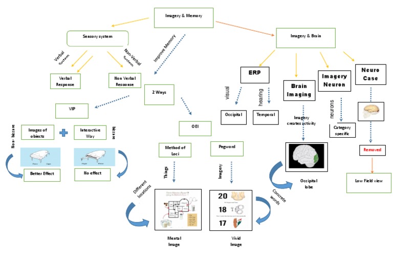 ERP Brain Imaging Imagery Neuron S Neuro Case: 2 Ways | PDF | Occipital ...