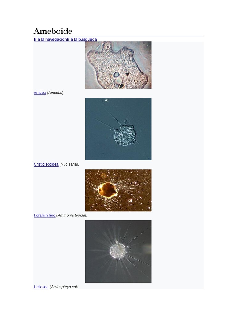 Ameboide | Descargar gratis PDF | Biología | Organismos