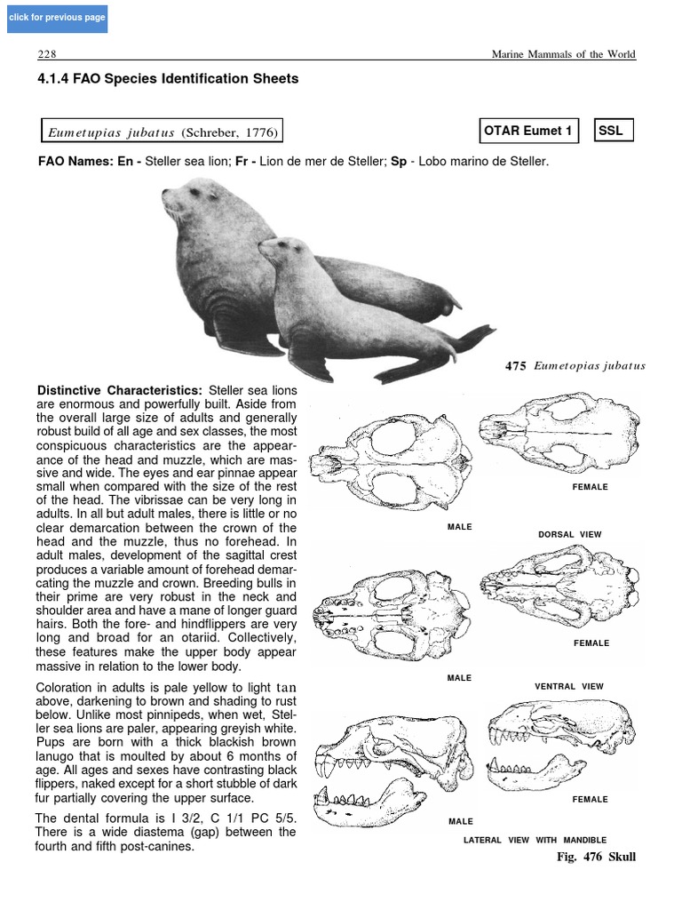 California and Steller Sea Lions Compared | PDF | Pinniped | Sea