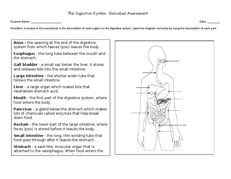 The Digestive System: Individual Assessment | PDF
