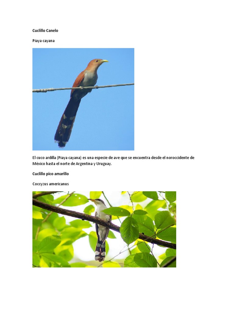 Aves Del Meta | PDF | Dinosaurios | Aves de américa del norte