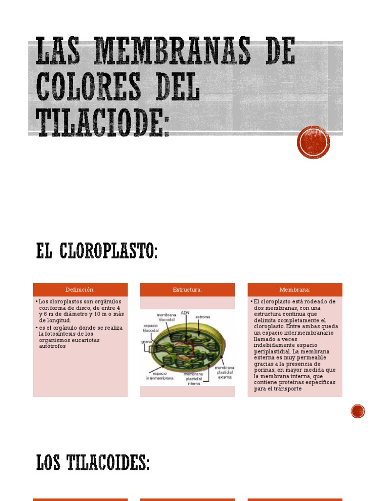 Las Membranas de Colores Del Tilaciode | PDF | Cloroplasto | Fotosíntesis