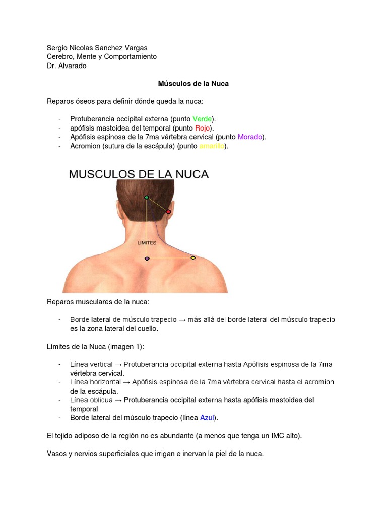 Musculos de La Nuca - CMC | PDF | Hombro | Sistema esquelético