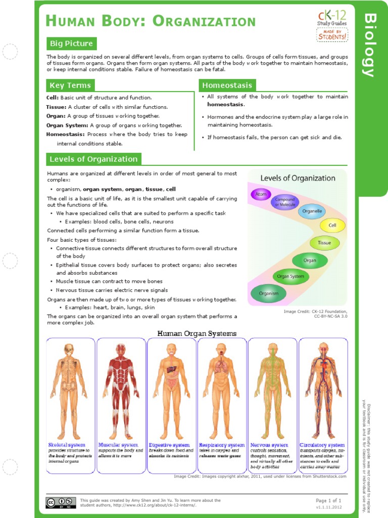 Human Body Organization | PDF | Human Body | Tissue (Biology)