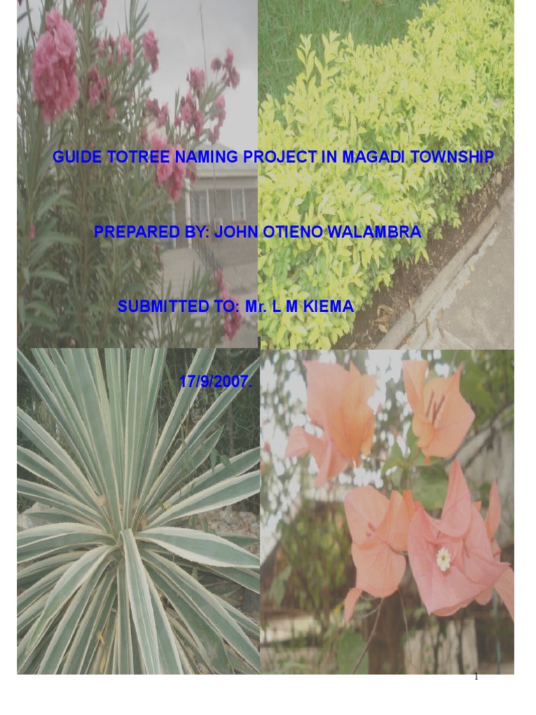 Tree Naming Project in Magadi Township | PDF | Arecaceae | Leaf