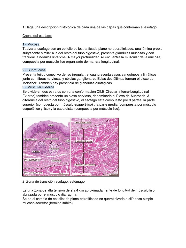 Estructura y función de las capas del esófago y células del estómago ...