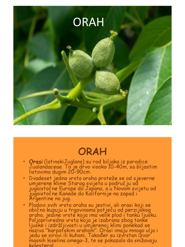 Orah | PDF