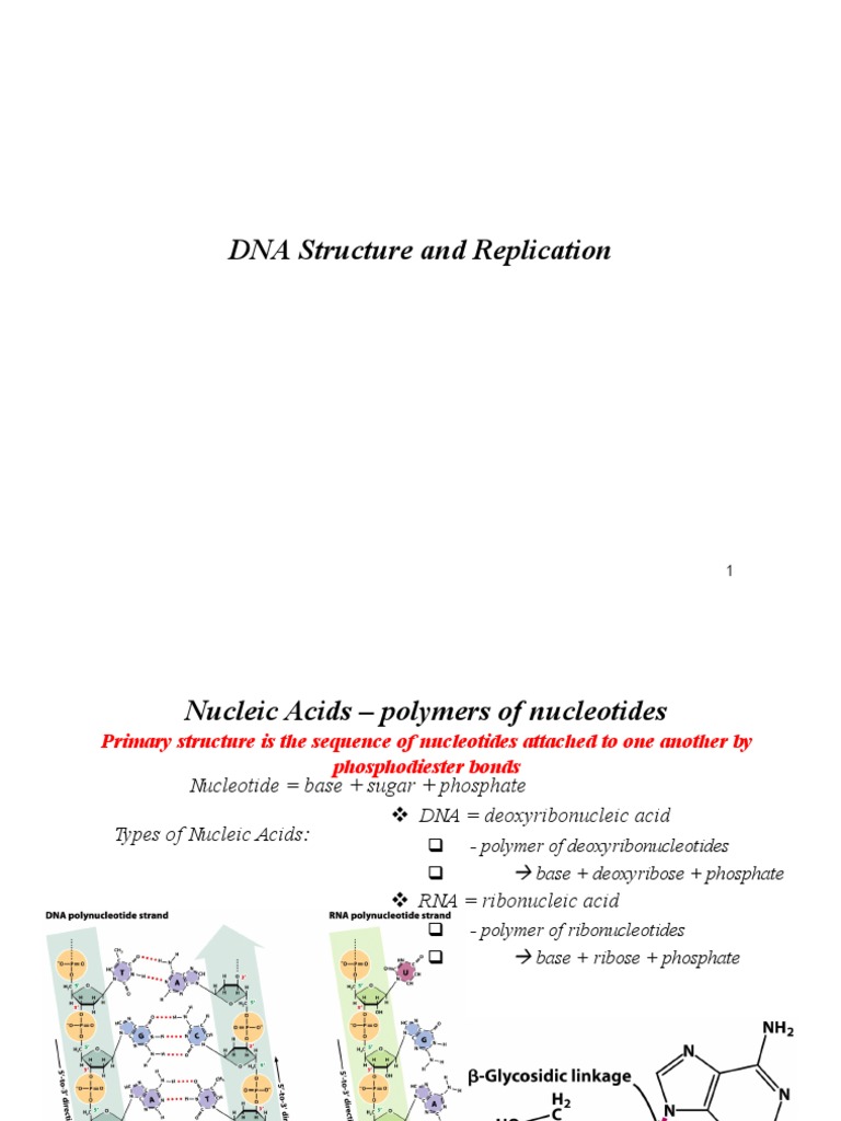 1 DNA Structure and Replication | PDF | Dna Replication | Dna