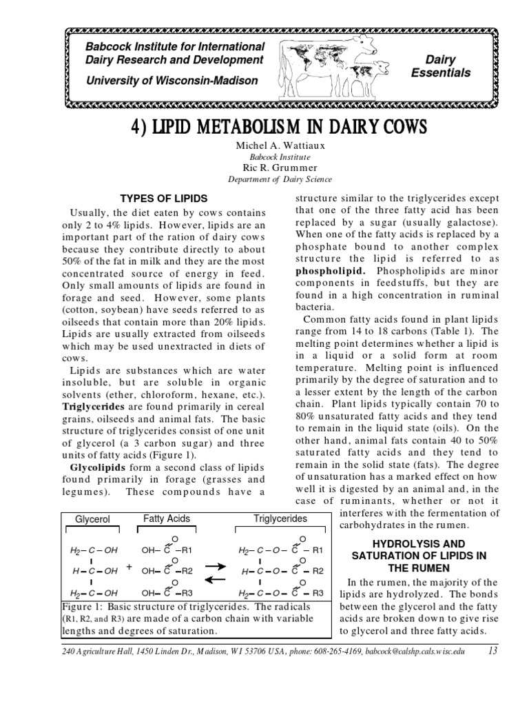 Lipid Metabolism in Dairy Cows | PDF | Fatty Acid | Lipid