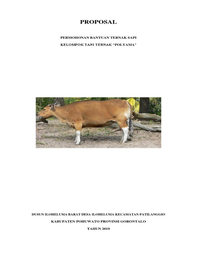 Proposal Ternak Sapi 2 | PDF