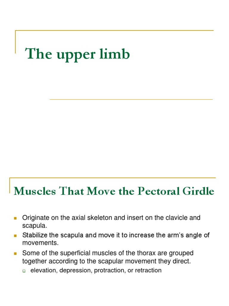 Upper Limb Lecture 1 | PDF | Elbow | Arm