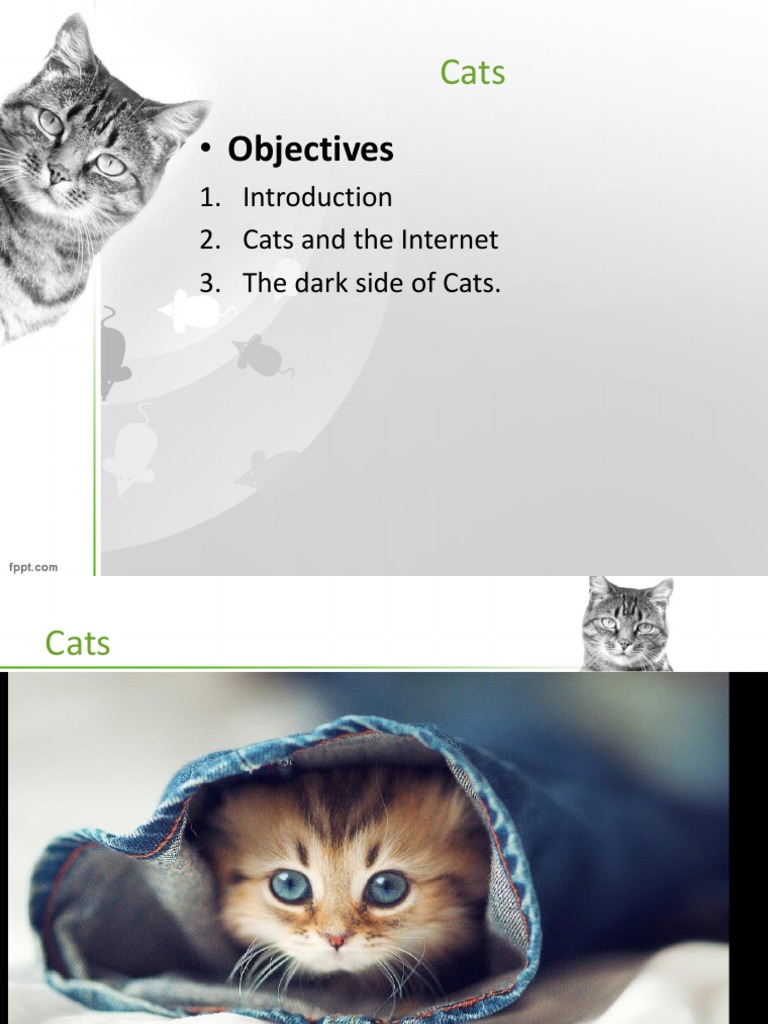 Zaid Anmar Pro3-Tech - Info | PDF | Cats | Felids