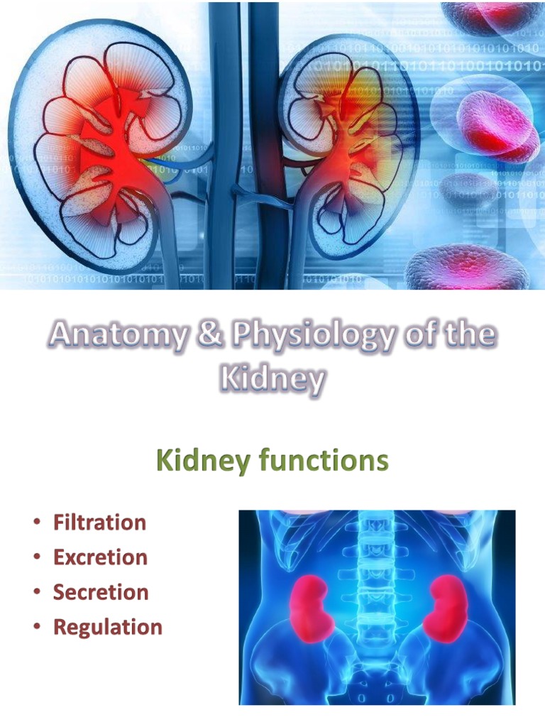 The Three Major Processes of the Capillary Beds: Glomerular Filtration ...