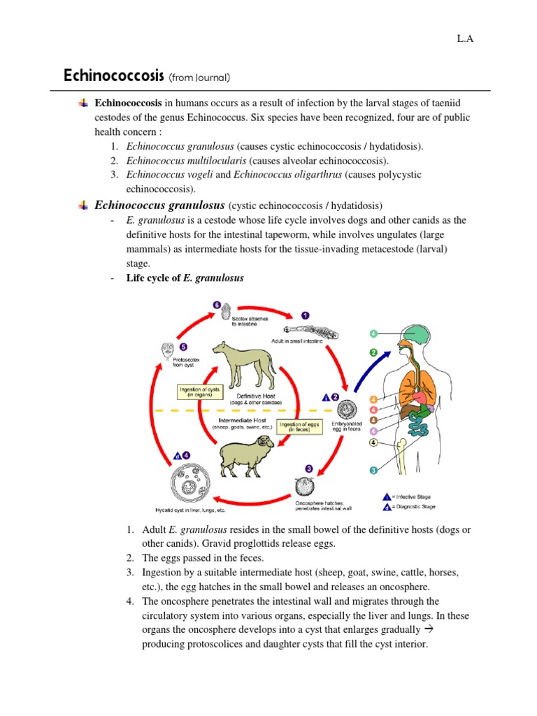 Echinococcosis: Echinococcus Granulosus | PDF | Clinical Medicine ...