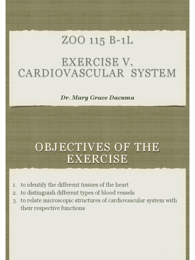 Exercise v. Cardiovascular System | PDF | Artery | Capillary