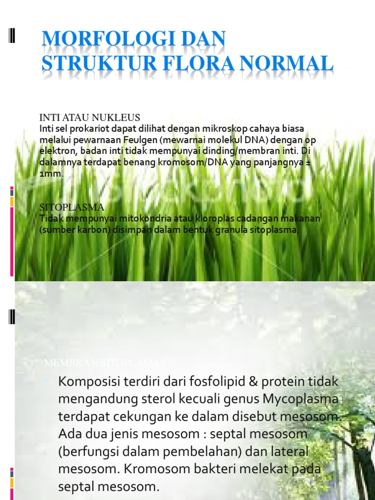 Morfologi Dan Struktur Flora Normal | PDF