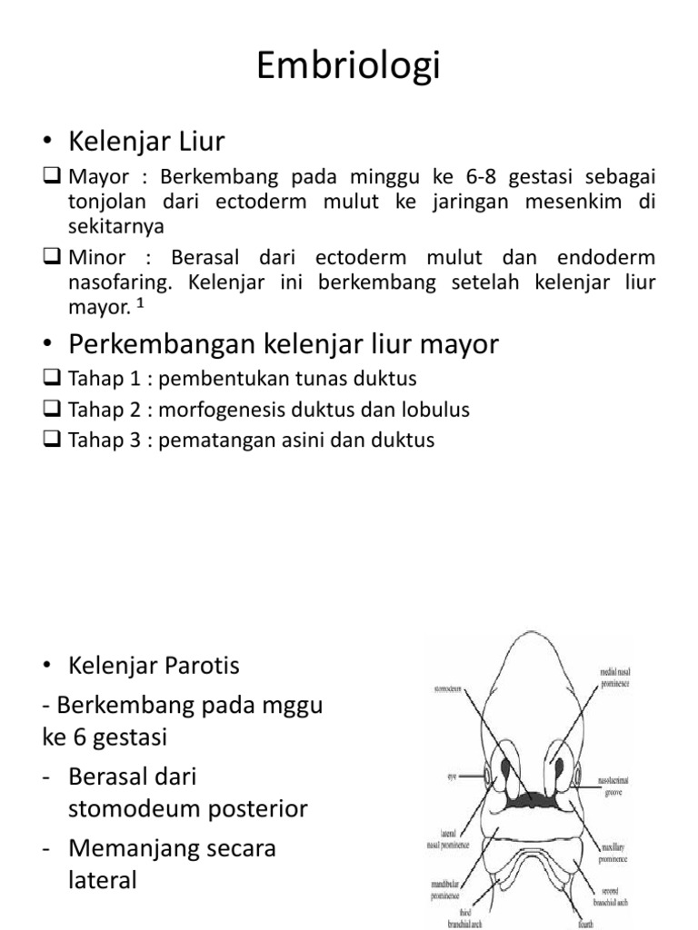 Perkembangan Kelenjar Liur dalam Embriologi | PDF | Perjalanan | Kajian ...