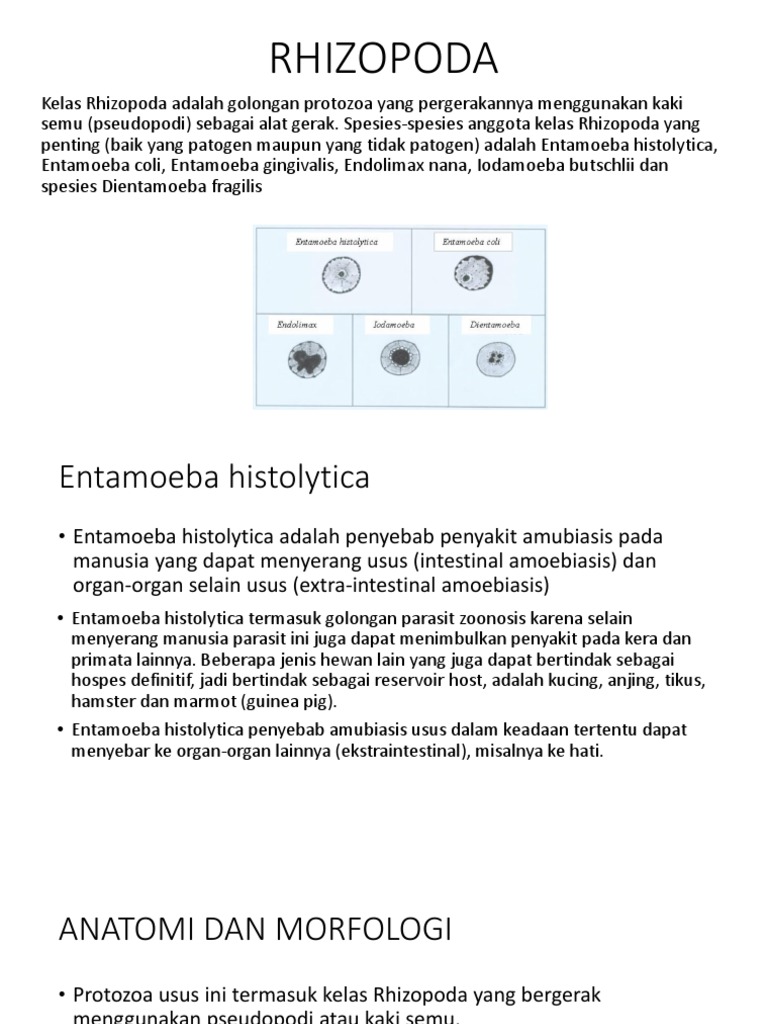 Kelas Rhizopoda: Amuba dan Penyakitnya | PDF | Sains & Matematika